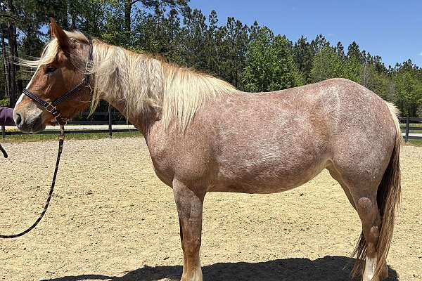 Red Roan Mare