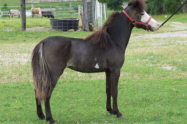 AMHA/AMHR Homozygous Black Frame Stallion Ltd Breeding