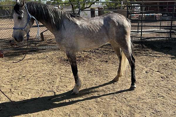 Gray Arabian Mare