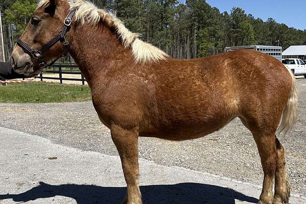 Haflinger Cross Gelding