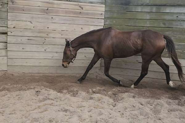 Flower Angel- 12yo OTTB Mare 16.1hh
