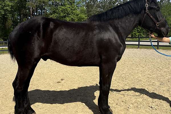 Gentle Percheron Gelding