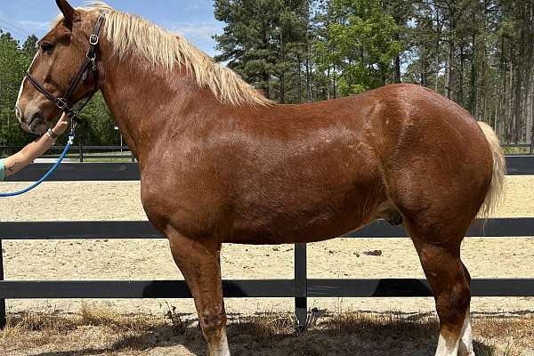 Big Belgian Gelding