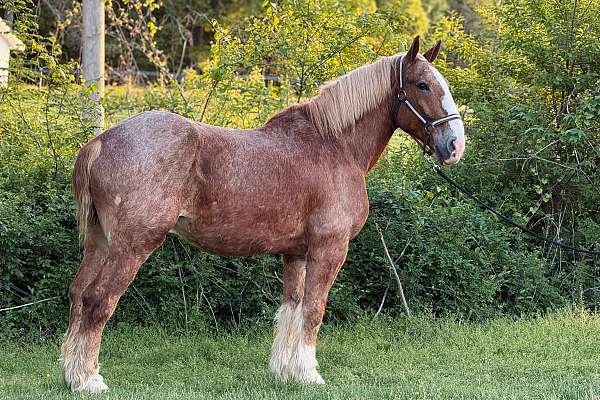 Gorgeous Belgian Gelding
