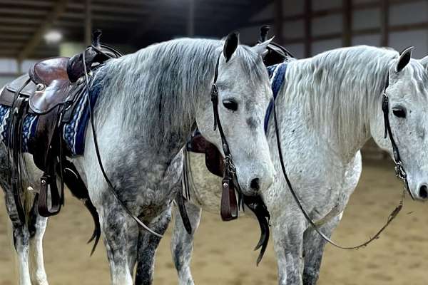 Morgan/Paint - Ride and Drive Geldings
