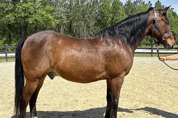 Morgan Cross Gelding