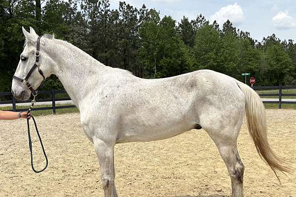 Percheron Morgan Gelding