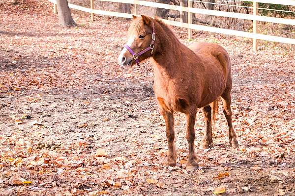 Chestnut Pony Mare