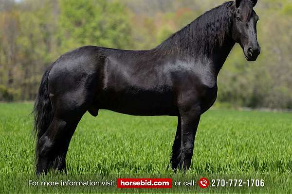 Prince - Extremely Elegant 7 Yr Old Black Friesian/Percheron Cross Gelding!