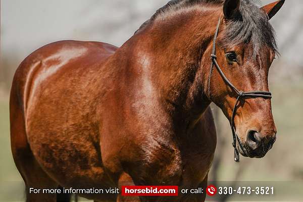 Wyatt - Excellent All Around Horse 5 Yr Old Bay Draft Cross Gelding!