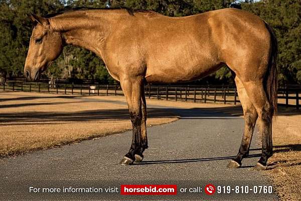 Miss Quackers - Beautiful All Around Horse 6 Yr Old Buckskin QH Mare!