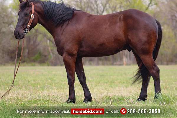Midnight - Dream Horse Deluxe 5 Yr Old Dark Bay Draft Cross Gelding!