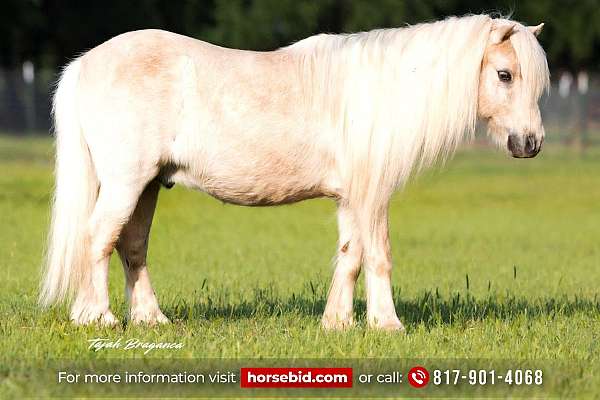 Lemon Drop - Drop Dead Gorgeous 15 Yr Old Palomino Shetland Pony Gelding!