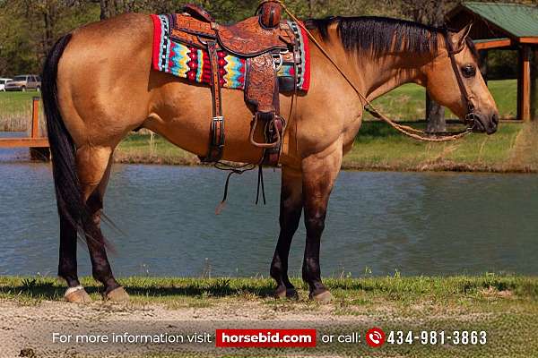 Dillon - Family Horse Deluxe 7 Yr Old Buckskin AQHA Gelding!