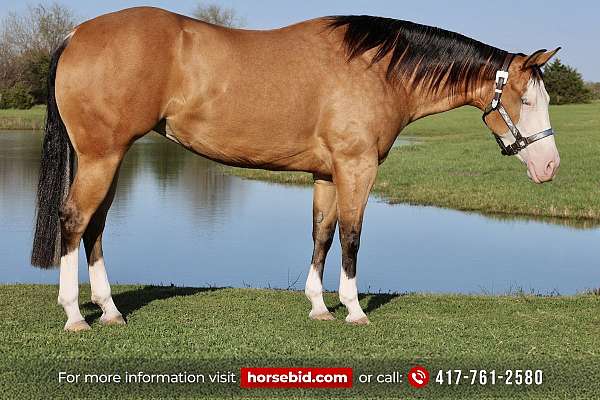 Angel - Outstanding Reining & Rope Horse Deluxe 3 yo Buckskin AQHA Mare!