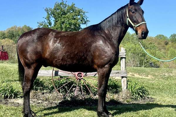 Cooper - TWH X Standardbred Gelding