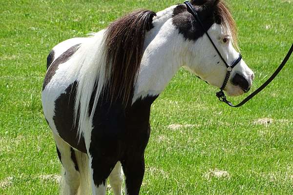 Stunning Pinto Stallion
