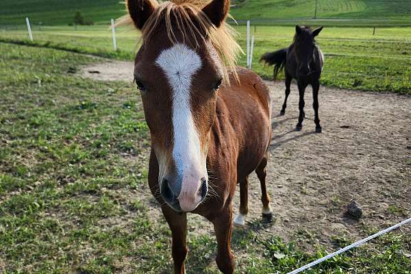 Yearling Fillies