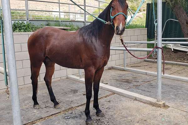 Appendix Gelding 90 Days Under Saddle, 3.5yrs Old