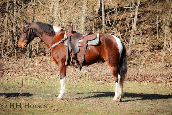 Flashy and Fun Bay and White Tobiano Paint Morgan Crossbred Gelding