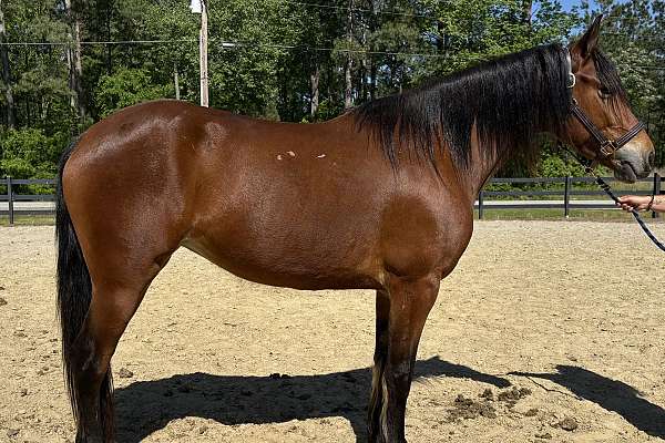 Bay Morgan Mare