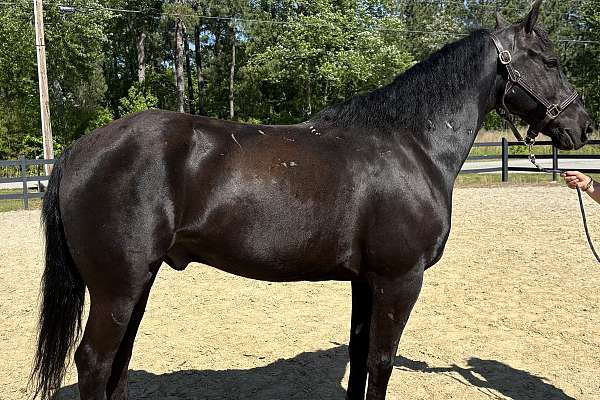 Black QH Cross