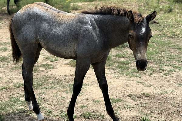 2025 Bay Dun Colt: Justa Splash Bomb X Cowgirls Ripd Pocket