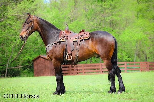 Handsome Registered Bay Friesian Blood Horse Gelding, Ride & Drive