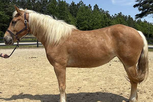 Haflinger Cross Mare