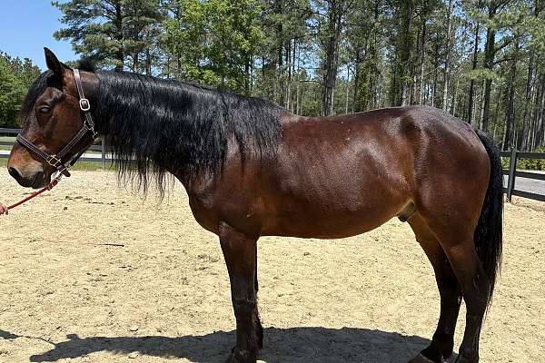 Bay Morgan Gelding