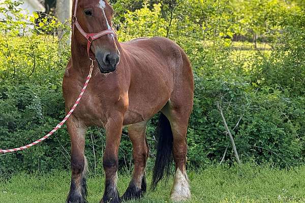 Gorgeous Draft Gelding