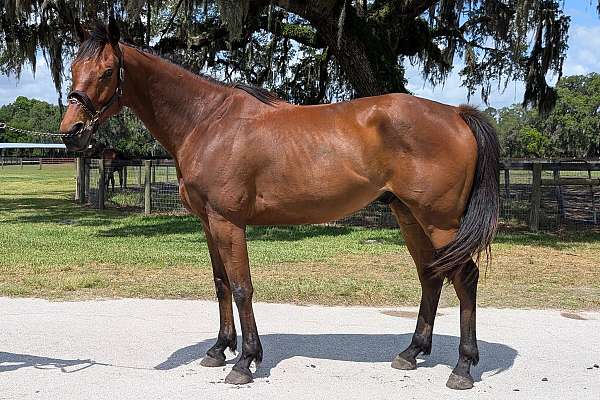 6 Year Old Thoroughbred Gelding.