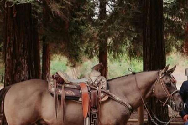 Charlie - Bombproof Grulla Gelding