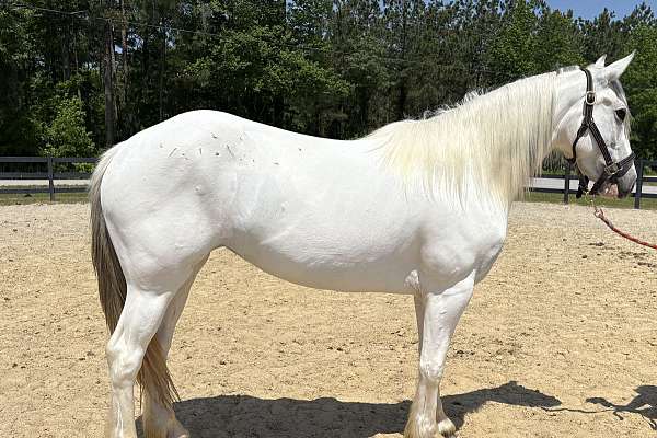 Registered Gypsy QH