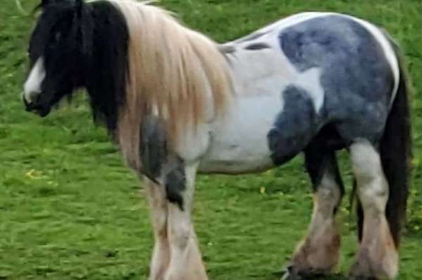 Very Proven Blue Roan Tobiano Stallion