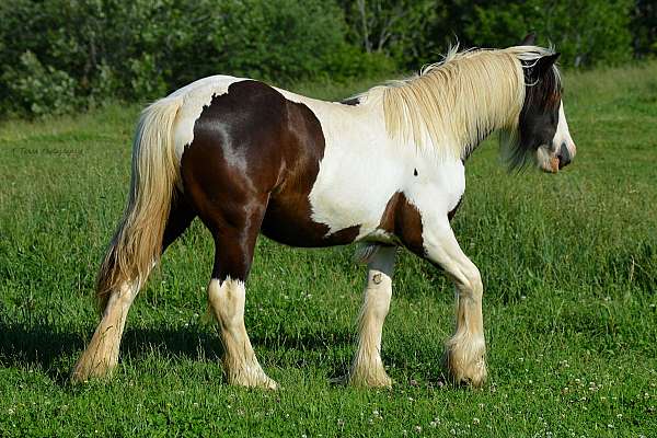 Beautiful Traditional Yearling Filly