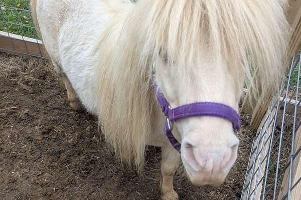 Mini Horse Stud Service