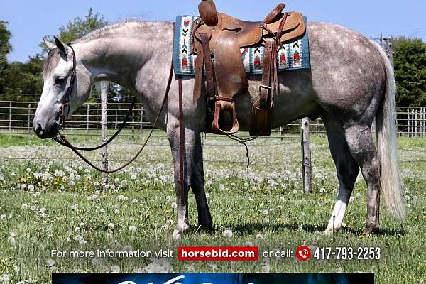 Whizkey - Exceptional Reining Horse Deluxe 3 yo Grey AQHA Gelding!
