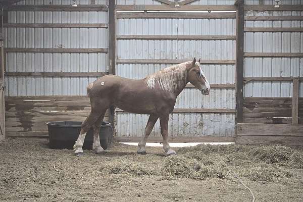 Registered Belgian Stud