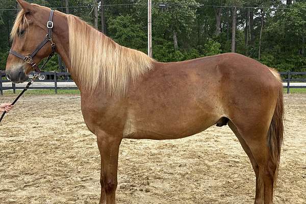Belgian Morgan Mare