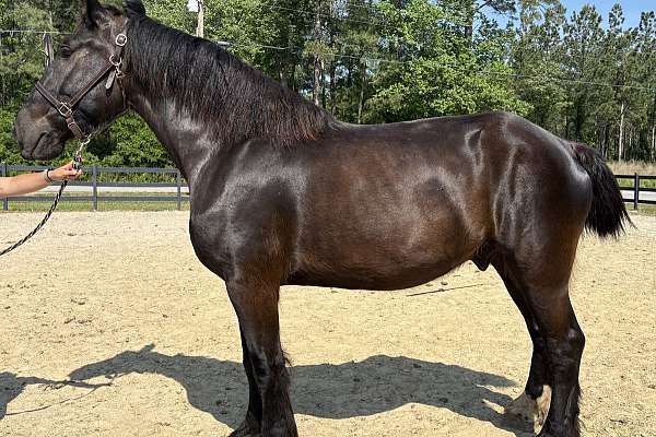 Gentle Percheron Gelding