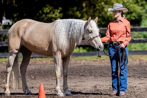Flashy Fun Show Mare