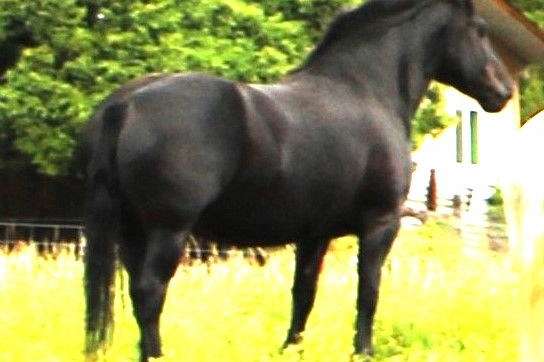Big Black Beautiful Percheron Cross Mare