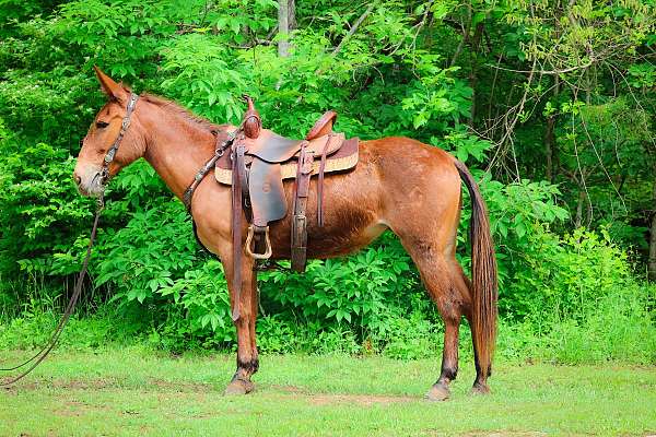 Super Nice Sorrel Quarter Horse Molly Mule, Rides Gentle