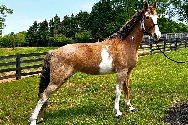 Mari, Gorgeous, Flashy, Super Smooth Gaited, Trail, Show, Spotted Mare
