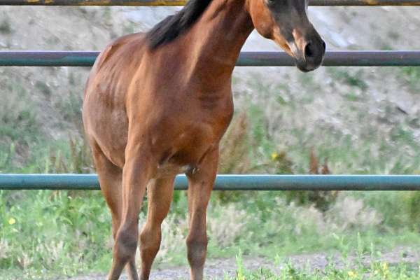 Bay Straight Egyptian Colt