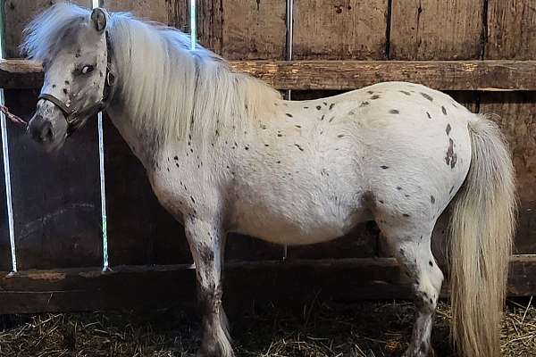 AMHR 33" Leopard Appy Stallion