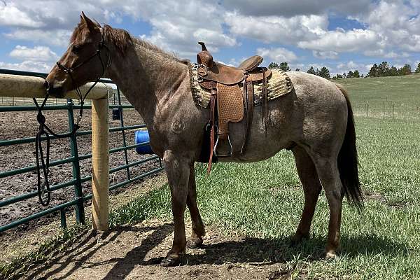 Super Solid Gelding - Ranch/Rope/Cows/Trail