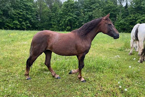 Friesian Morgan Filly