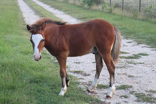 Flashy Bay Reg Welsh Colt